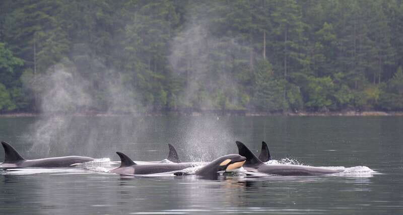Cowichan Bay: Half-Day Whale & Wildlife Adventure - Final Thoughts