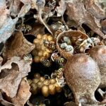 Cozumel: Bee Farm + Honey & Chocolate Tasting + Sightseeing - Deep Dive into the Itinerary