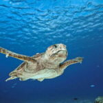 Cozumel: Discover Scuba Diving for Non-Certified Divers - Whats Included and Whats Not