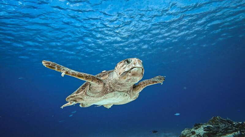 Cozumel: Discover Scuba Diving for Non-Certified Divers - Whats Included and Whats Not