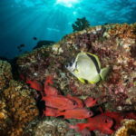 Cozumel Discover Scuba Diving from boat - Authentic Experiences from the Reviews