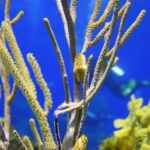 Cozumel Dive Package - Certified Divers from the Riviera Maya (4 dives) - Authentic Insights from Reviewers