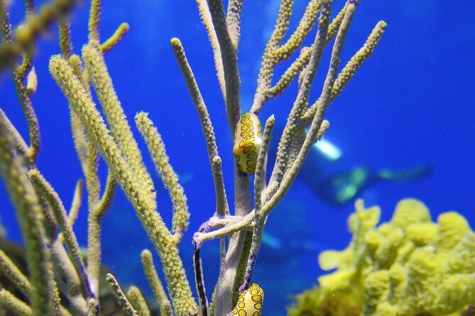 Cozumel Dive Package - Certified Divers from the Riviera Maya (4 dives) - Authentic Insights from Reviewers