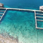 Cozumel: Dolphin Royal Swim and Manatee Interaction - Practical Details and Tips