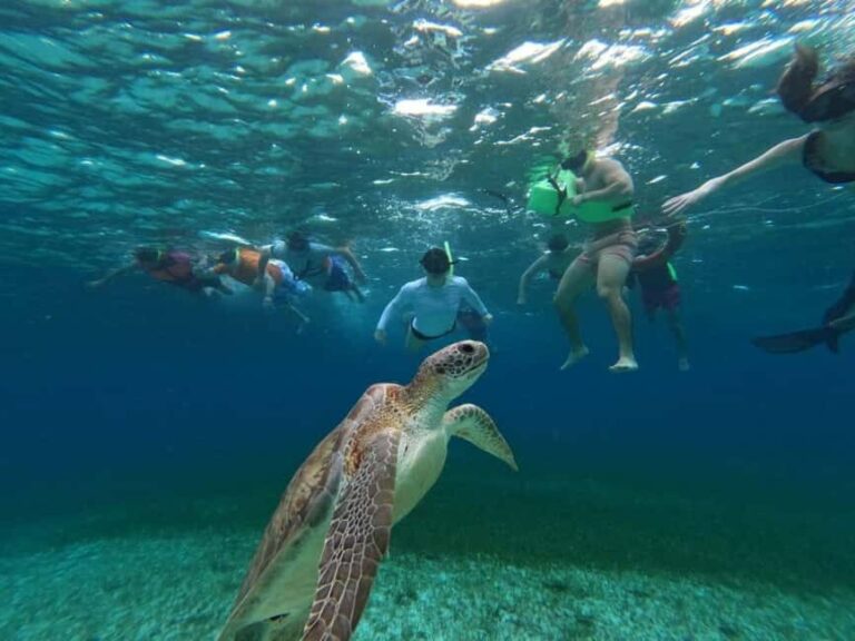 Cozumel, El Cielo: 4-Hour Shared Snorkeling Tour - Who Should Book This Tour?