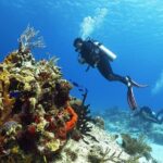 Cozumel Express 2-Tank Dives from Playa del Carmen/ Only for Certified Divers - The Experience of Guides and Small Groups