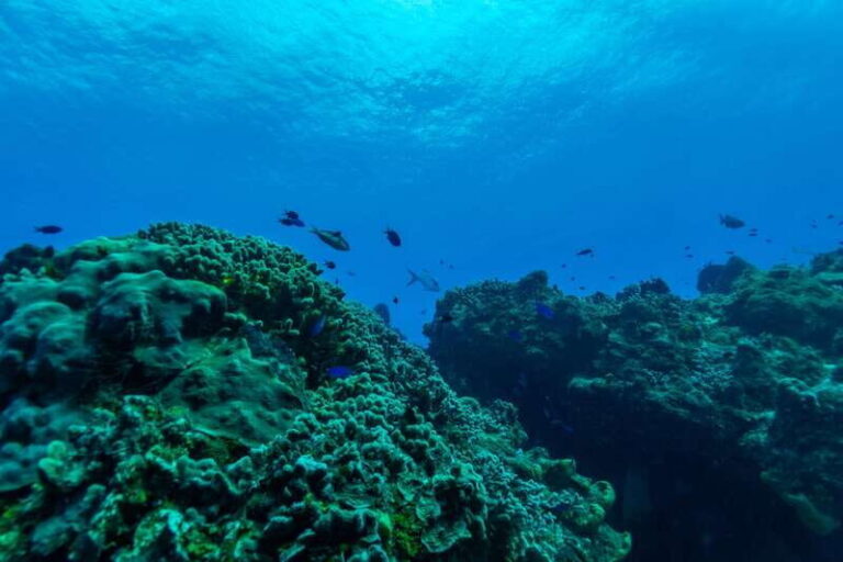 Cozumel: Fun Dive Adventure for Certificates - The Itinerary Breakdown