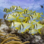 Cozumel Marine Park: Discover Scuba Diving Experience - Who Should Book This Tour?