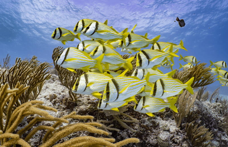 Cozumel Marine Park: Discover Scuba Diving Experience - Who Should Book This Tour?