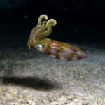 Cozumel: Night Snorkel Adventure - What to Expect from the Tour