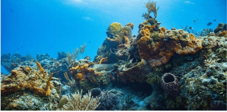 Cozumel: Ocean Dive - FAQs