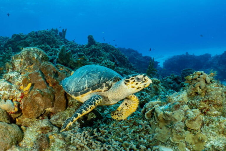 Cozumel: Open Water PADI Diver Course - How the Itinerary Is Designed for Your Benefit