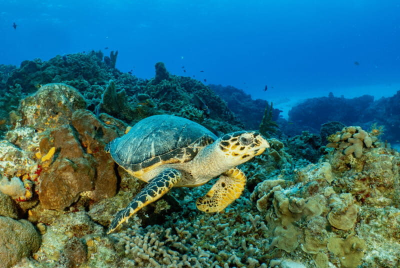 Cozumel: Open Water PADI Diver Course - How the Itinerary Is Designed for Your Benefit