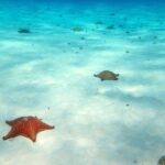Cozumel Private 4-hour Boat Tour to El Cielo with Snorkeling - What’s Included and What to Consider
