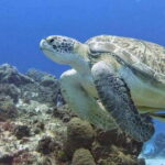 Cozumel Scuba Diving: 2 Tanks in the National Park for certified divers - What to Expect from Your Diving Day in Cozumel