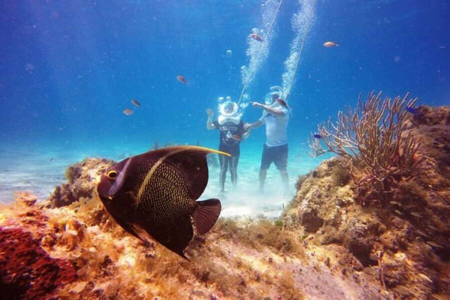 Cozumel: Sea Trek Adventure at Chankanaab National Park - Detailed Breakdown of the Experience