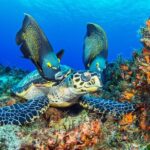 Cozumel Snorkeling Tour from Playa del Carmen - Whats Included and Whats Not