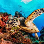 Cozumel: South Marine Park & Cozumel Reef Scuba Diving Tour - Authentic Experiences from Reviews