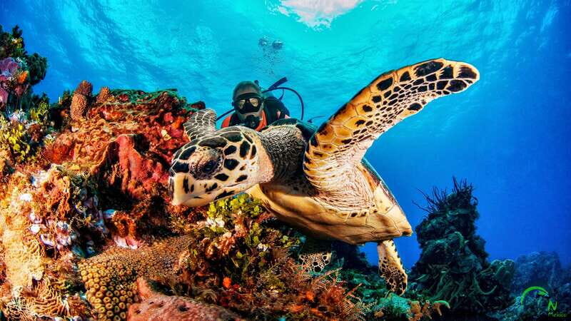 Cozumel: South Marine Park & Cozumel Reef Scuba Diving Tour - Authentic Experiences from Reviews