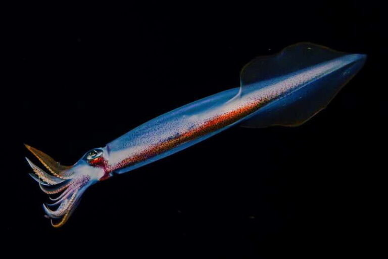 Cozumel: Twilight and Night Dive for Certified Divers - About the Tour: An Honest Look at What’s Included