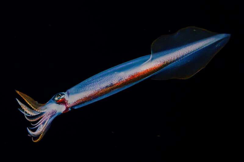 Cozumel: Twilight and Night Dive for Certified Divers - About the Tour: An Honest Look at What’s Included