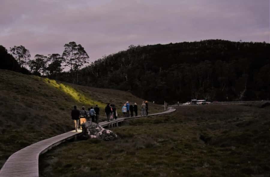 Cradle Mountain Wildlife Spotting after Dark - Who Should Consider This Tour?
