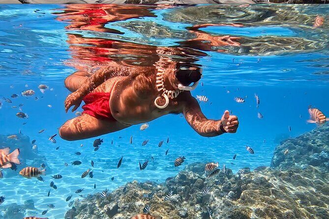 Crazyseahorseborabora Comfortable boat , sensational snorkeling . - Who Is This Tour Best For?