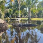 Crocodiles and Turtles Ecological Tour - Additional Details & Practical Tips