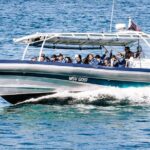 Cruise with Dolphins in Byron Bay - Final Thoughts: Who Should Consider This Tour?