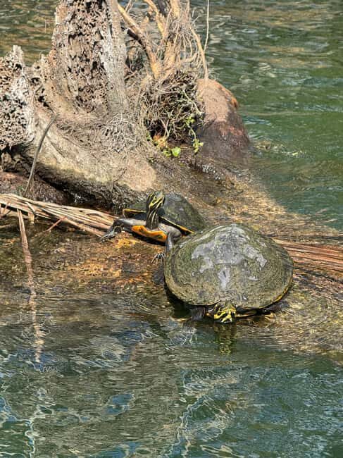 Crystal River: Manatee Season Tour w/ Free Photo Package - Why This Tour Works Best for You