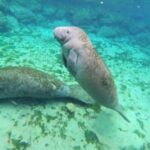 Crystal River: VIP Kayak and Swim with Manatees Tour - The Value of the Tour