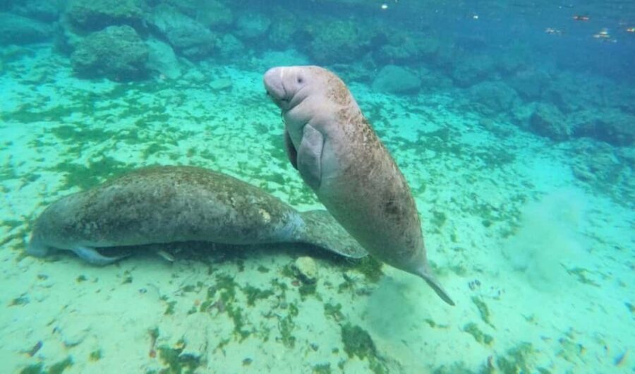 Crystal River: VIP Kayak and Swim with Manatees Tour - The Value of the Tour