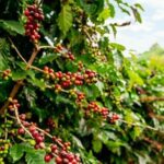 Cultural Immersion in Cacao and Coffee in the Southern Sierra of Oaxaca - Who Should Consider This Tour?