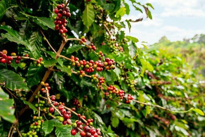 Cultural Immersion in Cacao and Coffee in the Southern Sierra of Oaxaca - Who Should Consider This Tour?