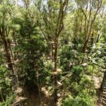 Currumbin: Treetop Challenge Adventure Park - Key Points