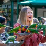 Currumbin Wildlife Sanctuary Entry Ticket - An In-Depth Look at Currumbin Wildlife Sanctuary