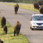 Custer State Park Wildlife Loop and Needles Highway Shared Tour - Who Is This Tour Perfect For?