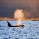 Customizable Private Wildlife Tour - The Sum Up