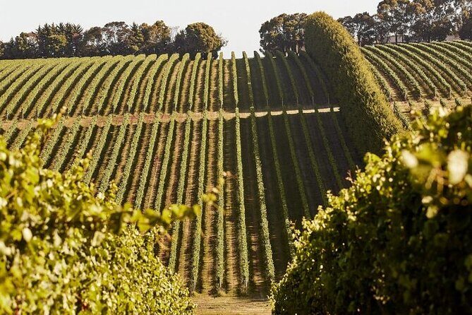 Customized private winery day tour in Mornington Peninsula at your own choices - The Value and Practical Aspects