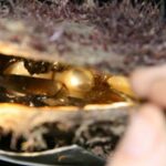 Cygnet Bay Pearl Farm Behind-the-Scenes Tour & Live Harvest - The Natural Environment and Optional Extensions