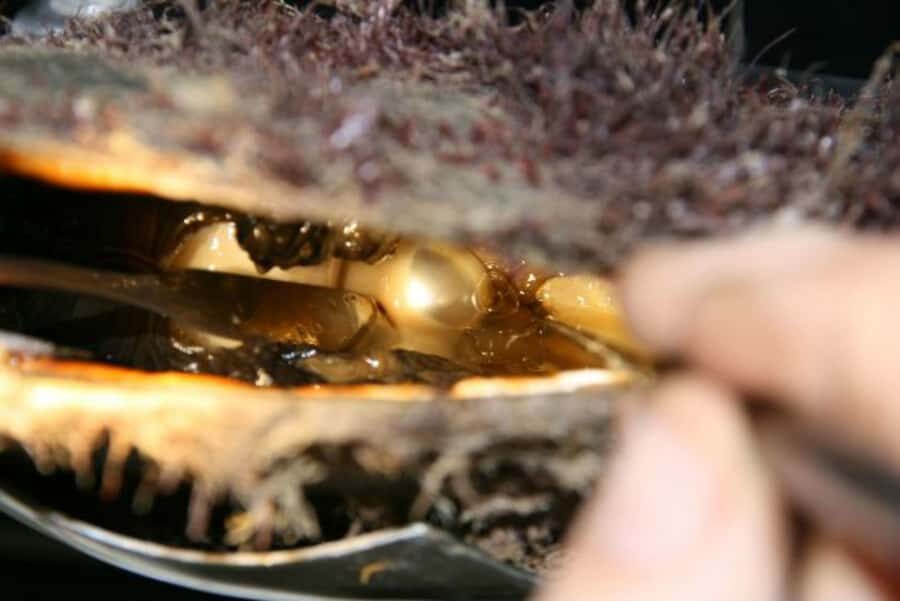 Cygnet Bay Pearl Farm Behind-the-Scenes Tour & Live Harvest - The Natural Environment and Optional Extensions