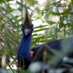 Daintree, Cape Tribulation & River Cruise from Port Douglas - Transportation, Timing, and Group Size