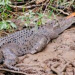 Daintree: Guided Daintree River Wildlife Cruise - Final Thoughts