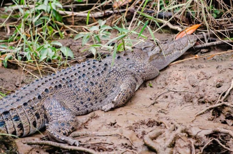 Daintree: Guided Daintree River Wildlife Cruise - Final Thoughts