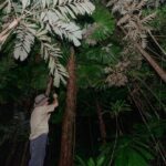 Daintree Rainforest Night Walk in Cape Tribulation - The Itinerary: What to Expect