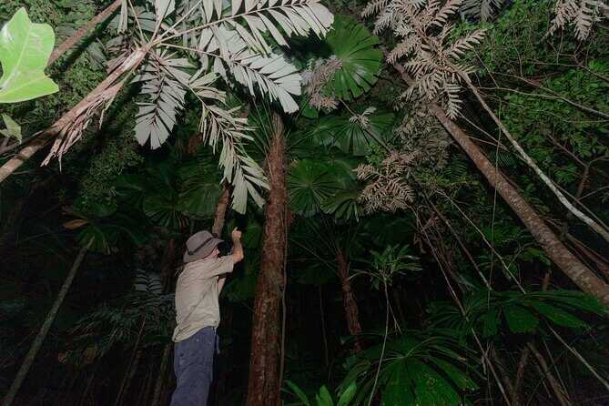 Daintree Rainforest Night Walk in Cape Tribulation - The Itinerary: What to Expect