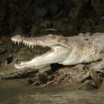 Daintree River Cruise - FAQ