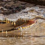 Daintree River 'Dawn' Cruise with the Daintree Boatman - Why This Tour Is a Great Choice