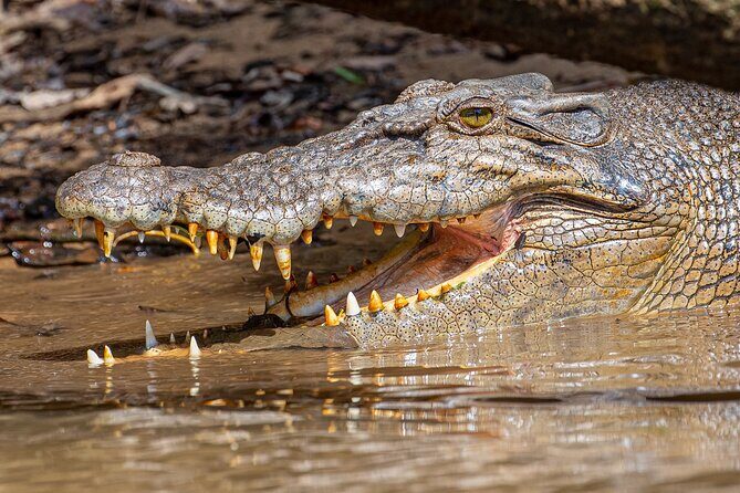 Daintree River 'Dawn' Cruise with the Daintree Boatman - Why This Tour Is a Great Choice