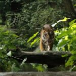 Dallas CityPASS®: Save up to 49% at 4 Top Attractions - How the Tour Works in Practice